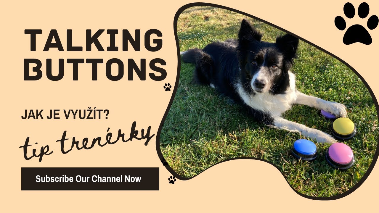 TALKING DOG - Amazon talking buttons (a možnost volby) - YouTube