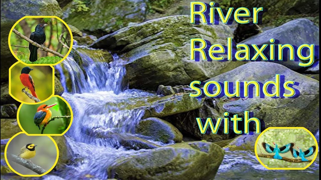 Relaxing Birds singing and water sounds in jungle - YouTube