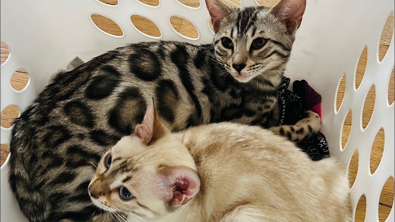 Double Purr Machine Activated! - YouTube