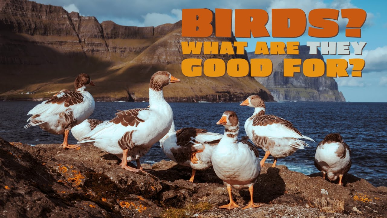 Birds? What Are They Good For?『Nature Documentary』 - YouTube