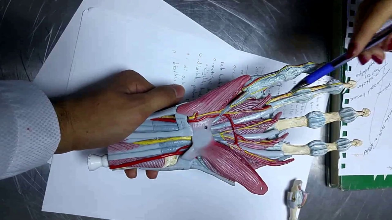 KASLAR ANATOMİ LAB 5 EL - YouTube