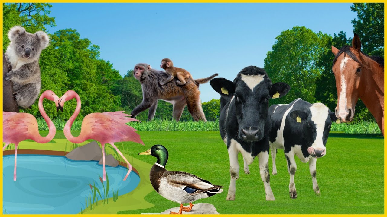 Som dos Animais: Coala Pato Macaco Vaca Flamingo Cavalo Tigre Búfalo ...
