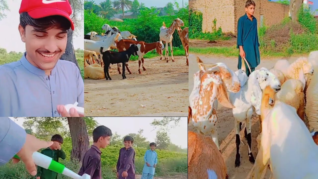 Village Life Punjab | Pakistan Punjab vlog | Village Vlog | Arshad vloger - YouTube