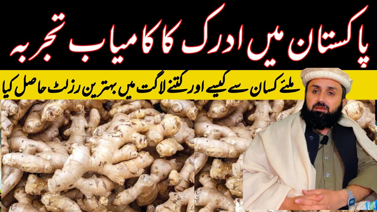 How to grow Ginger | A successful ginger experiment in Pakistan ...