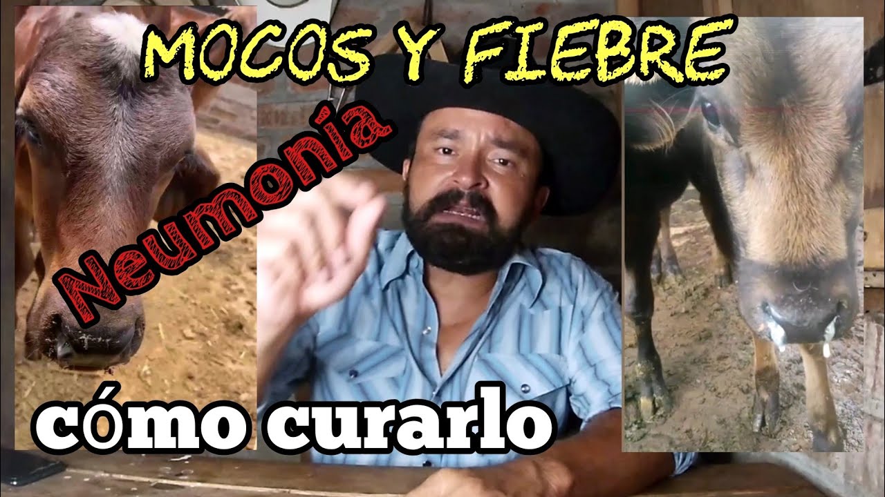 Mocos y fiebre, cómo curar la neumonía en bovinos. - YouTube