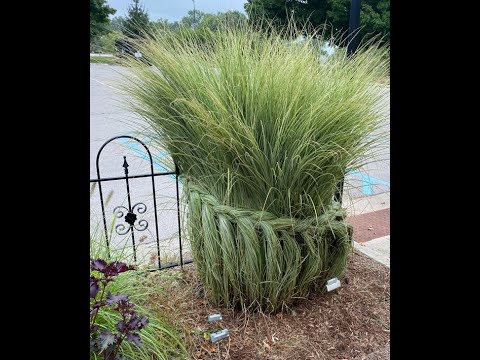 Braiding Ornamental Grasses - YouTube