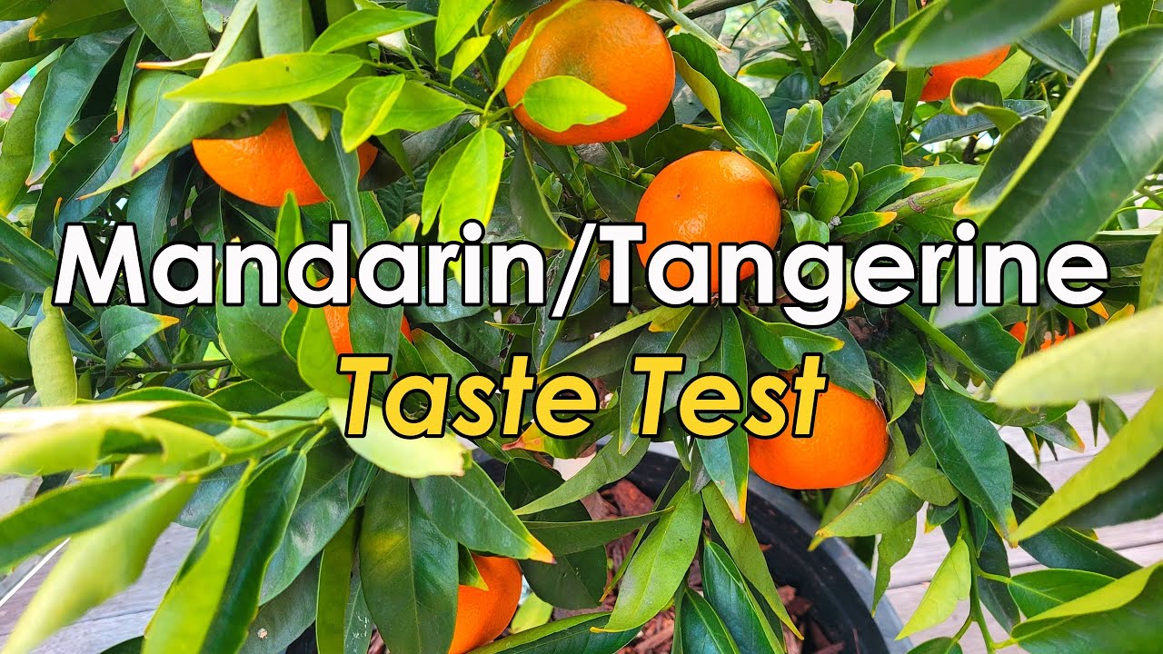Taste Test of Mandarins or Tangerines Picked from My Cocktail Citrus ...