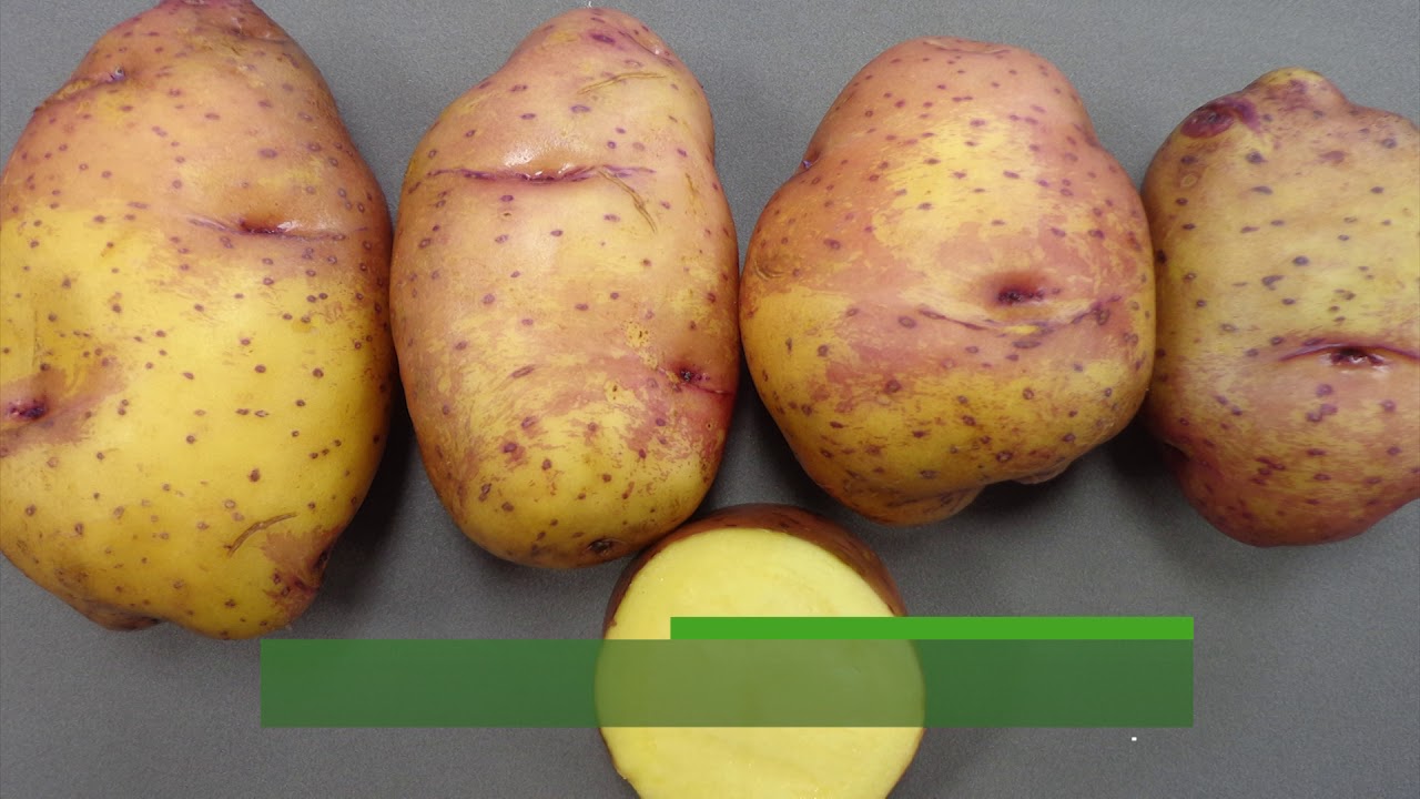 Variedades de papa - YouTube