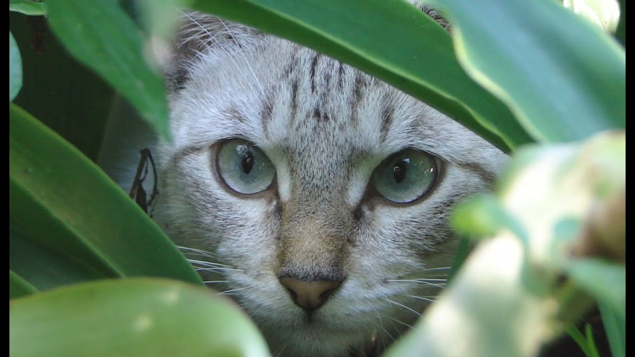 Cat Mia Snow, Season1, Episode12 - YouTube