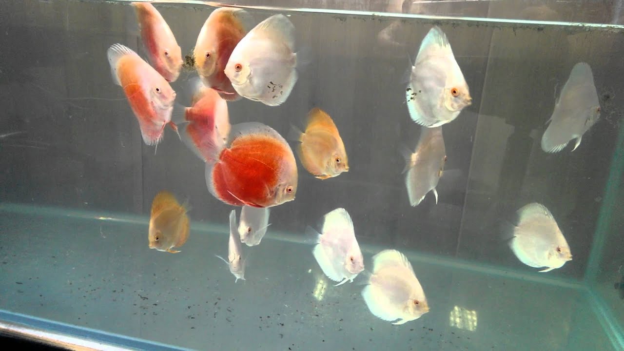 Discus addiction 2 - YouTube