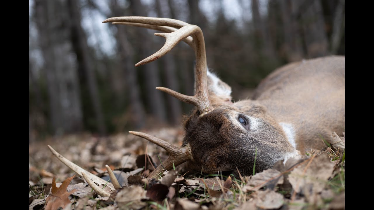 2019 Wisconsin Rifle Season: BIG BUCK DOWN! - YouTube