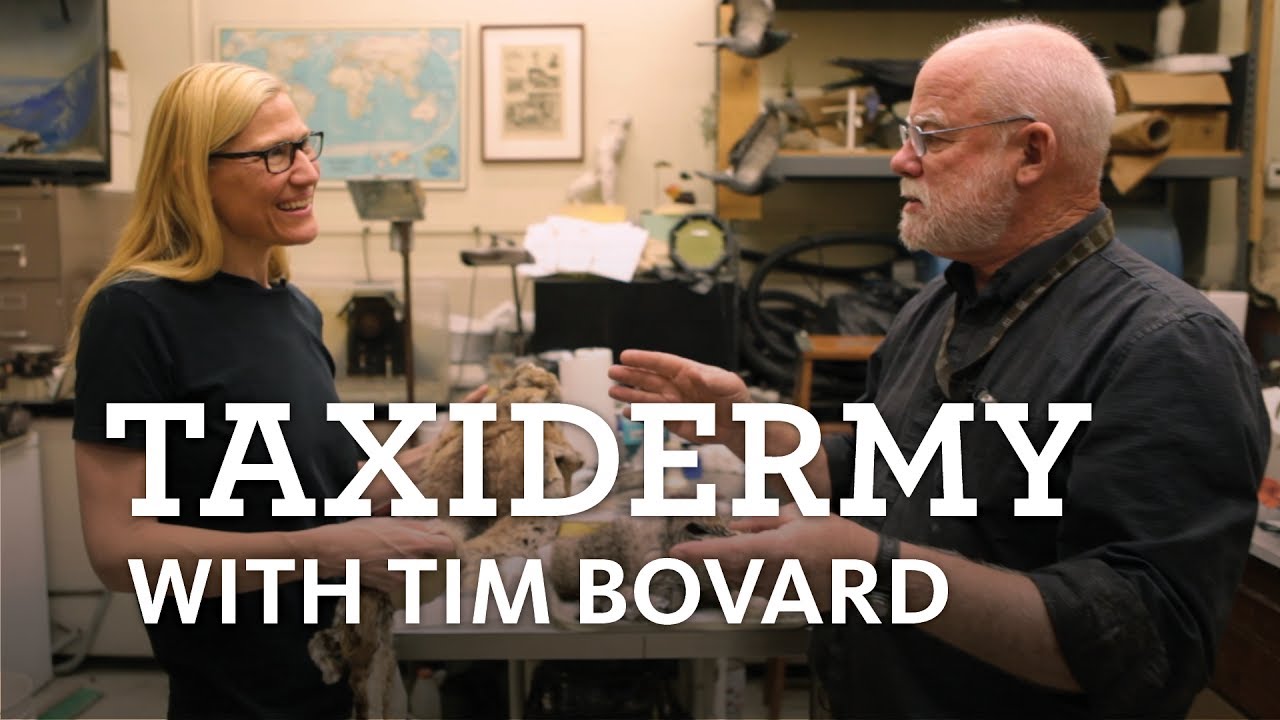 The Curiosity Show Ep. 14 Taxidermy at NHMLA with Tim Bovard - YouTube