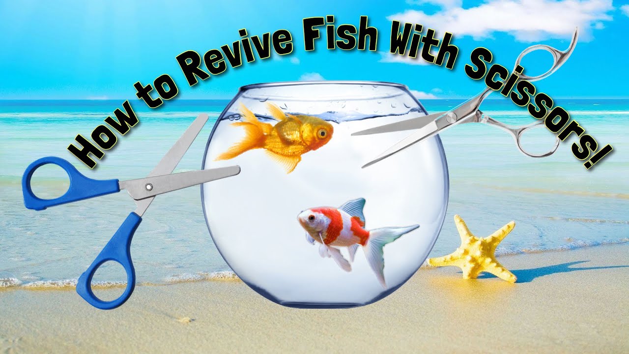 Fish Update: HOW TO REVIVE FISH WITH SCISSORS!! - YouTube