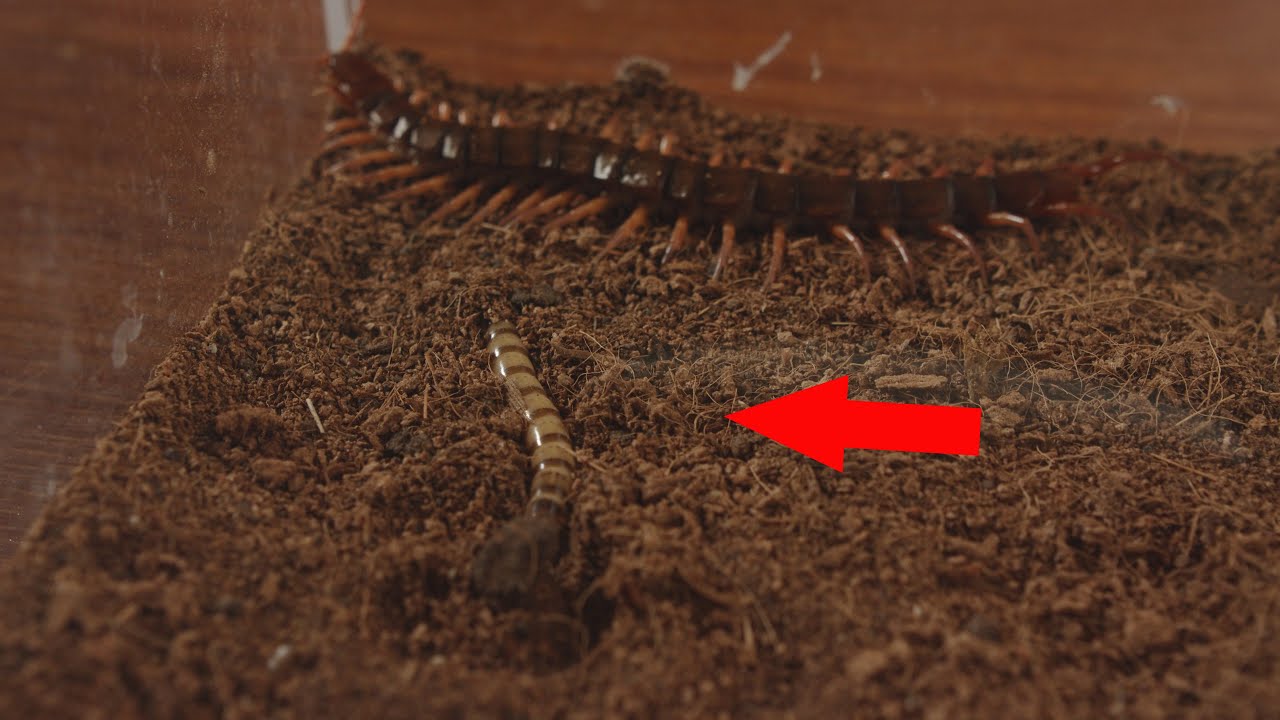 giant centipede feeding|The red dragon centipede, which had been hungry ...