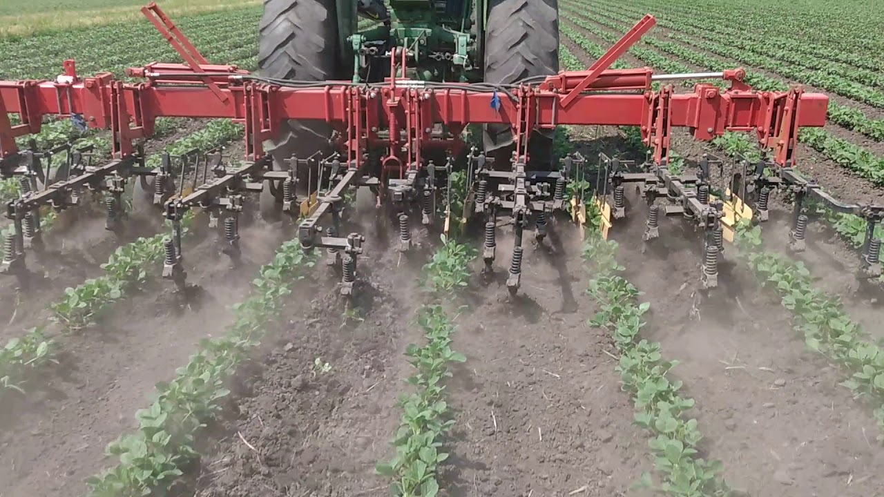 Cultivating soybeans at the WIU Organic Research Farm - YouTube