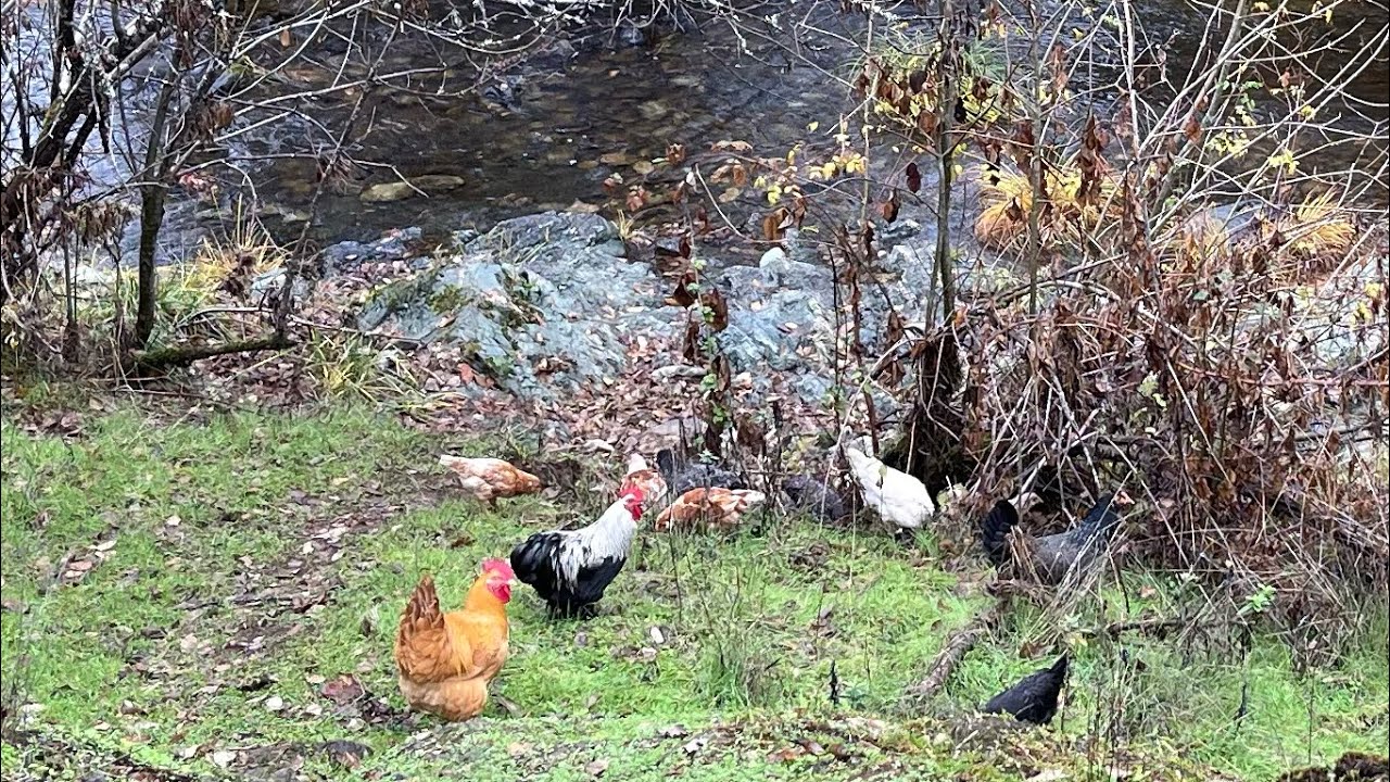 WE HAVE EGG LAYERS!!! - YouTube