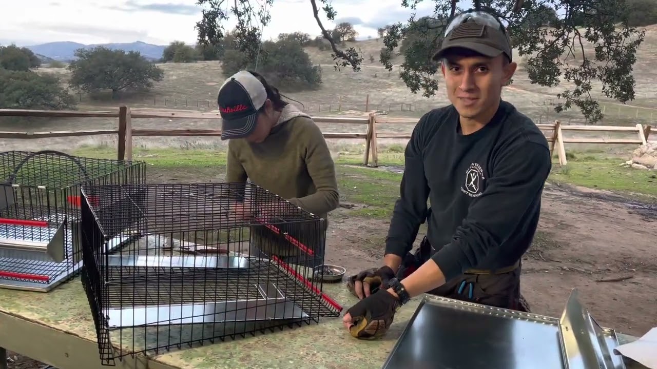 Colapsible Quail Trap