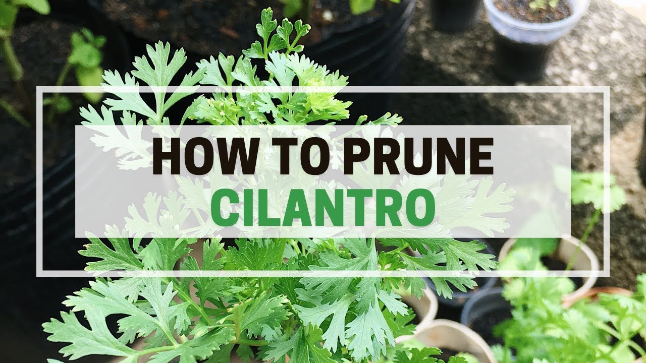 How to Prune Cilantro (Wansoy / Coriander) - YouTube