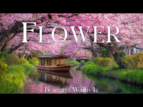 Amazing World of Flowers 4K Nature Film – Blooming Gardens & Relaxing Piano Music