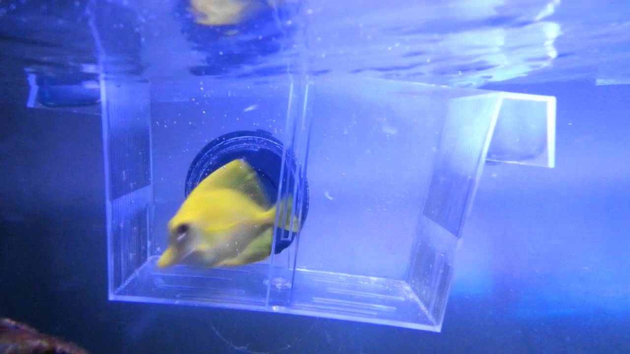 yellow tang feed on brine shrimp 20140515 - YouTube