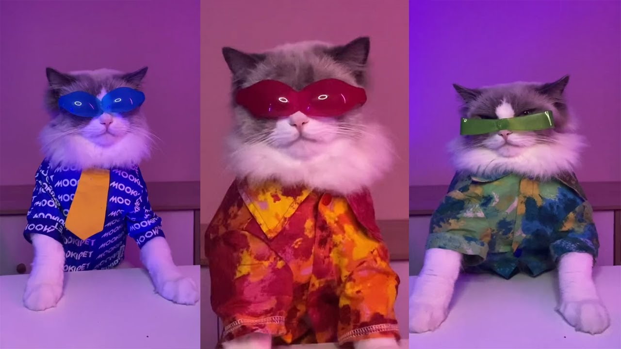 Little Puff Cat Cooking Compilation 2022 - YouTube