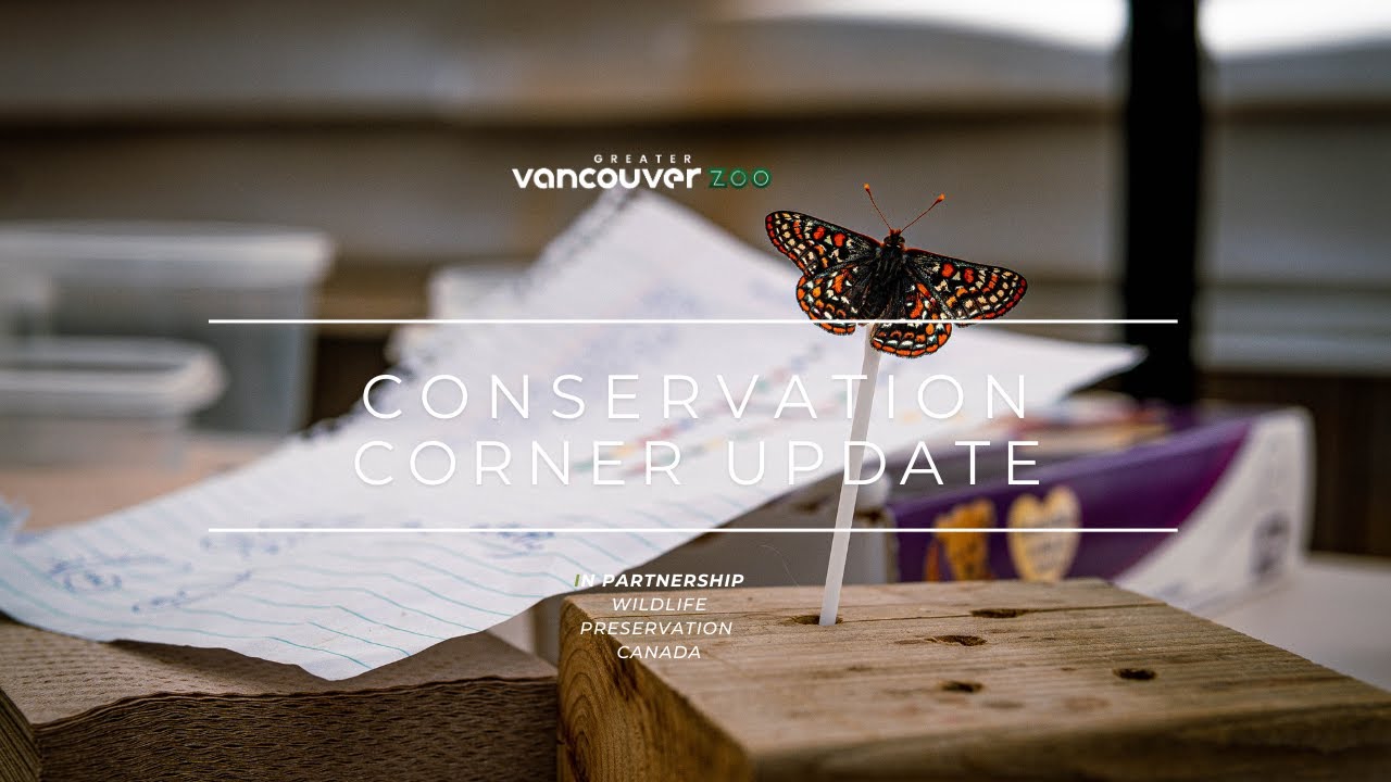 Conservation Corner - This is the first time this has happened.... (Episode 16) - YouTube