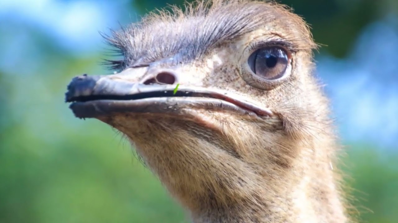 Ostrich sounds - YouTube
