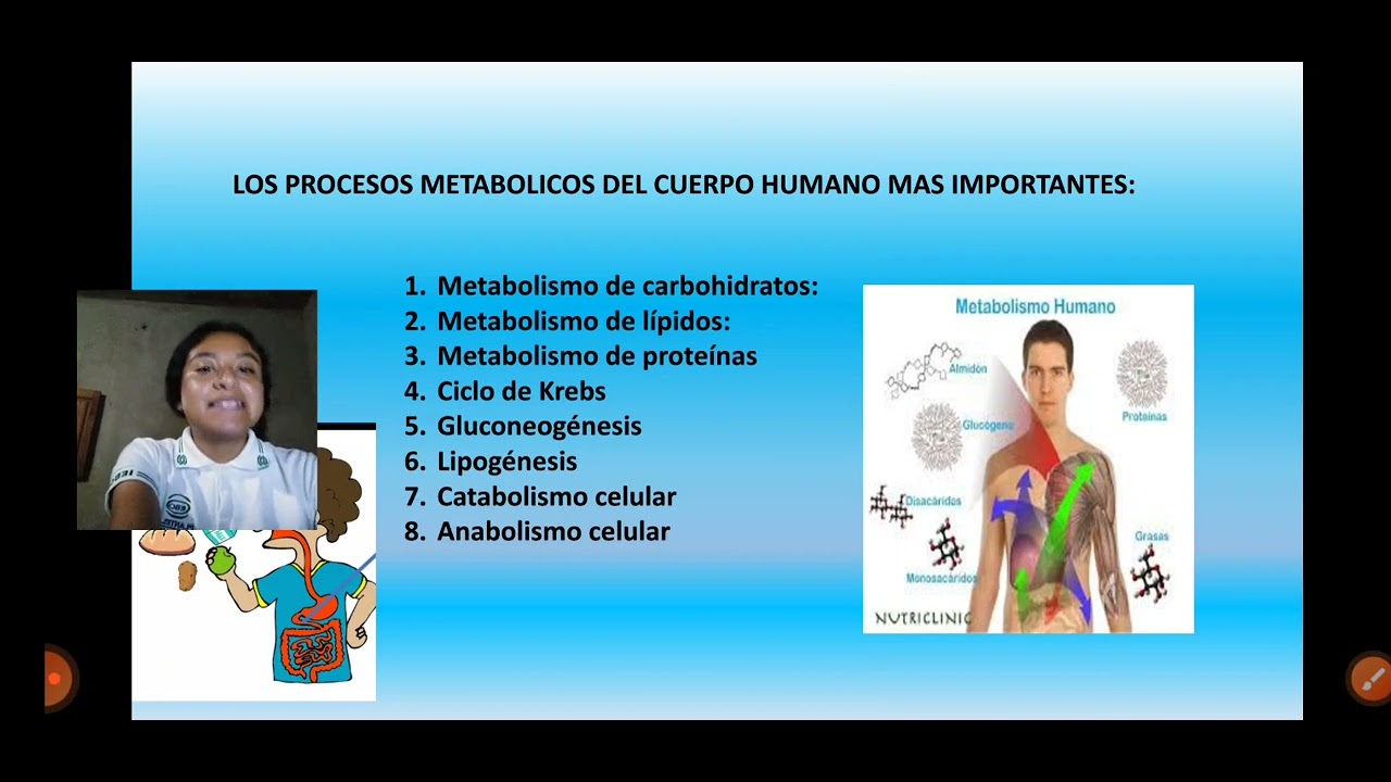 Los procesos metabólicos del cuerpo humano y su relación con el ...