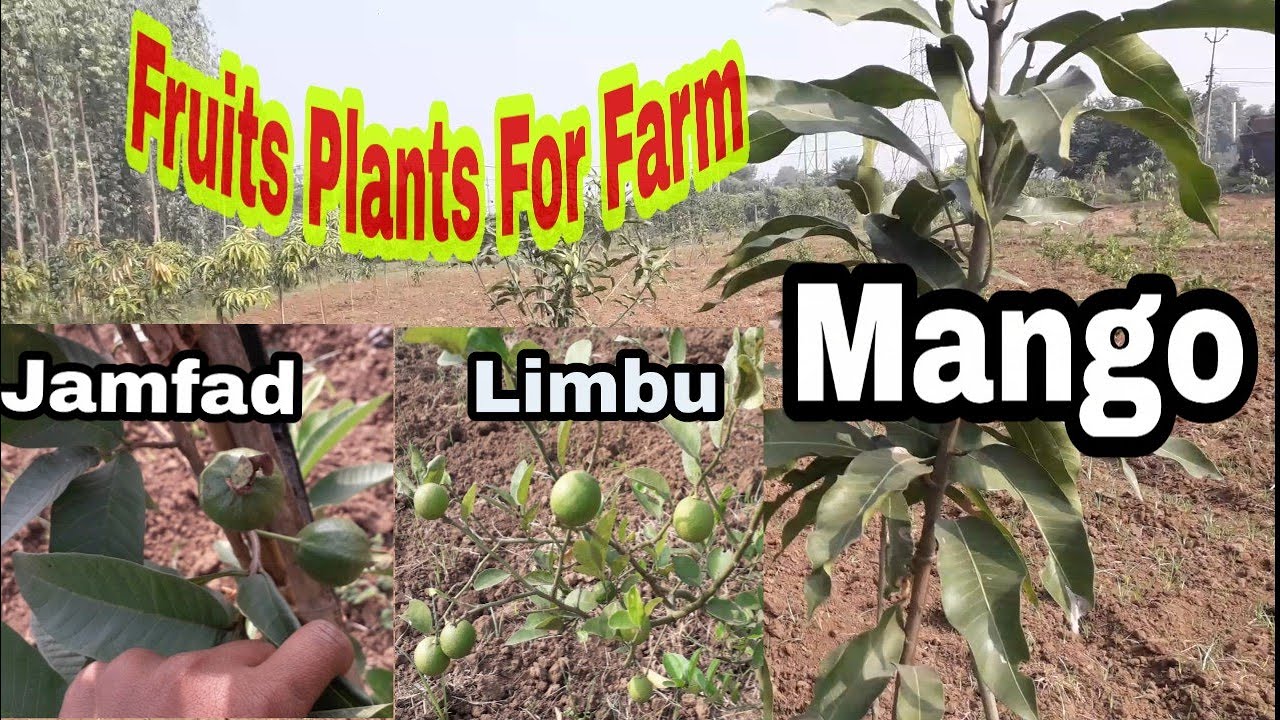 How to make Farm House.? || which type of Plant Planting in Farm House ...
