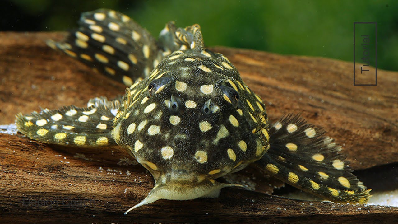 Pleco, L201 Snowball, Catfish Eating \ Feeding | Breeding / Spawning ...