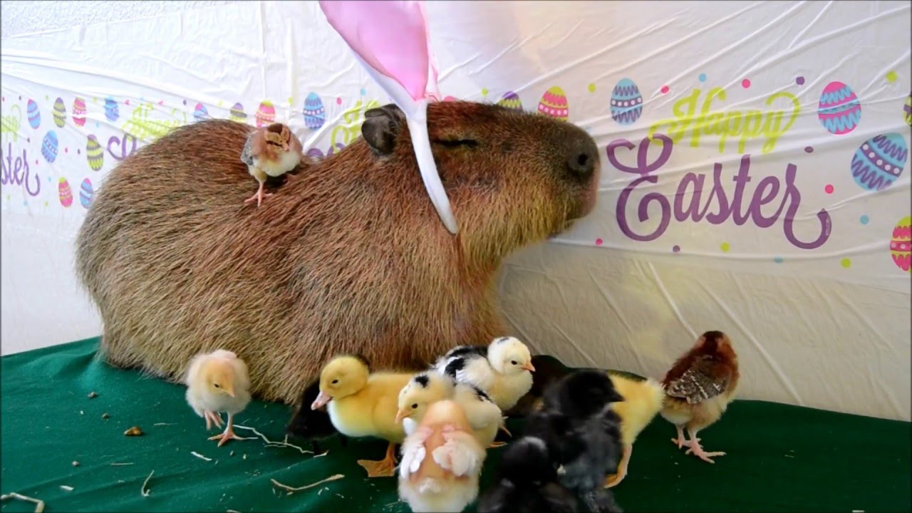 Cappy Easter - YouTube