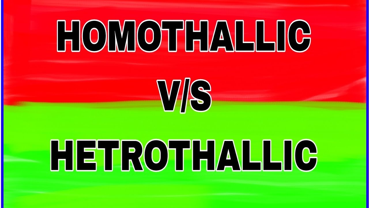 Homothallic V/S Hetrothallic - YouTube