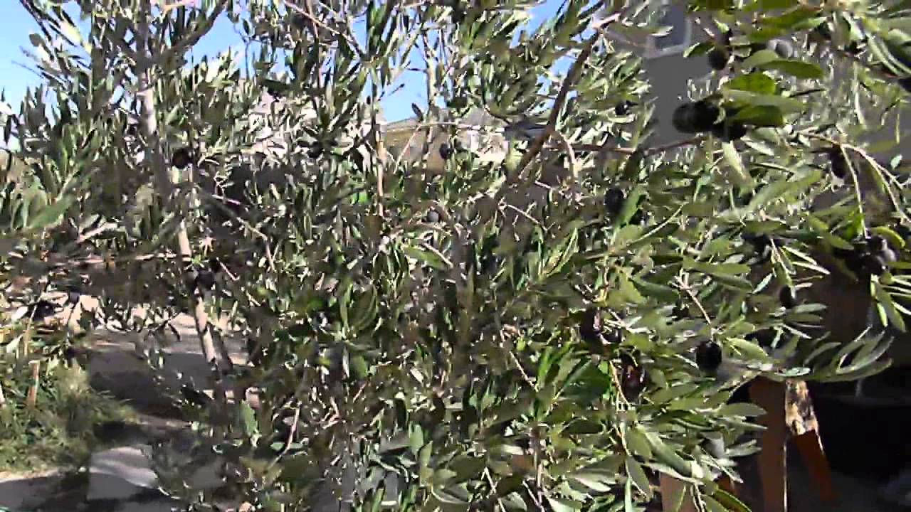 Frantoio Italian Olive Tree - YouTube