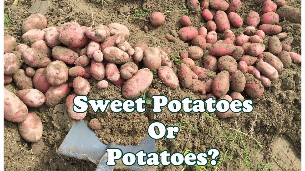Harvesting Red Crops | Kamote Or Patatas? | kmari sensei 6/21 - YouTube