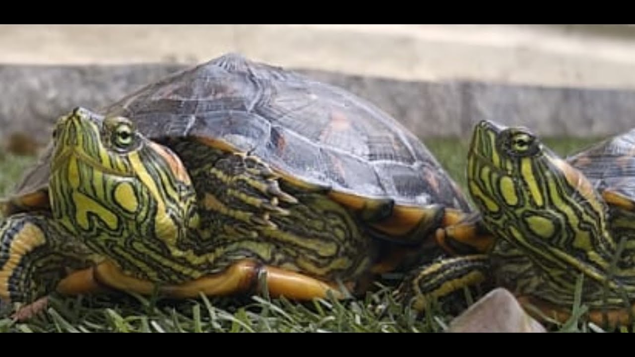 TURTLES WALKING - YouTube