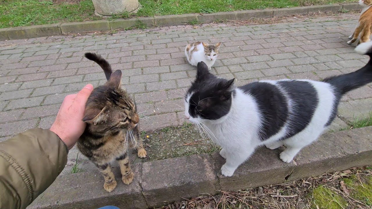 A Group of Stray Cats waiting in line for me to give them a head ...