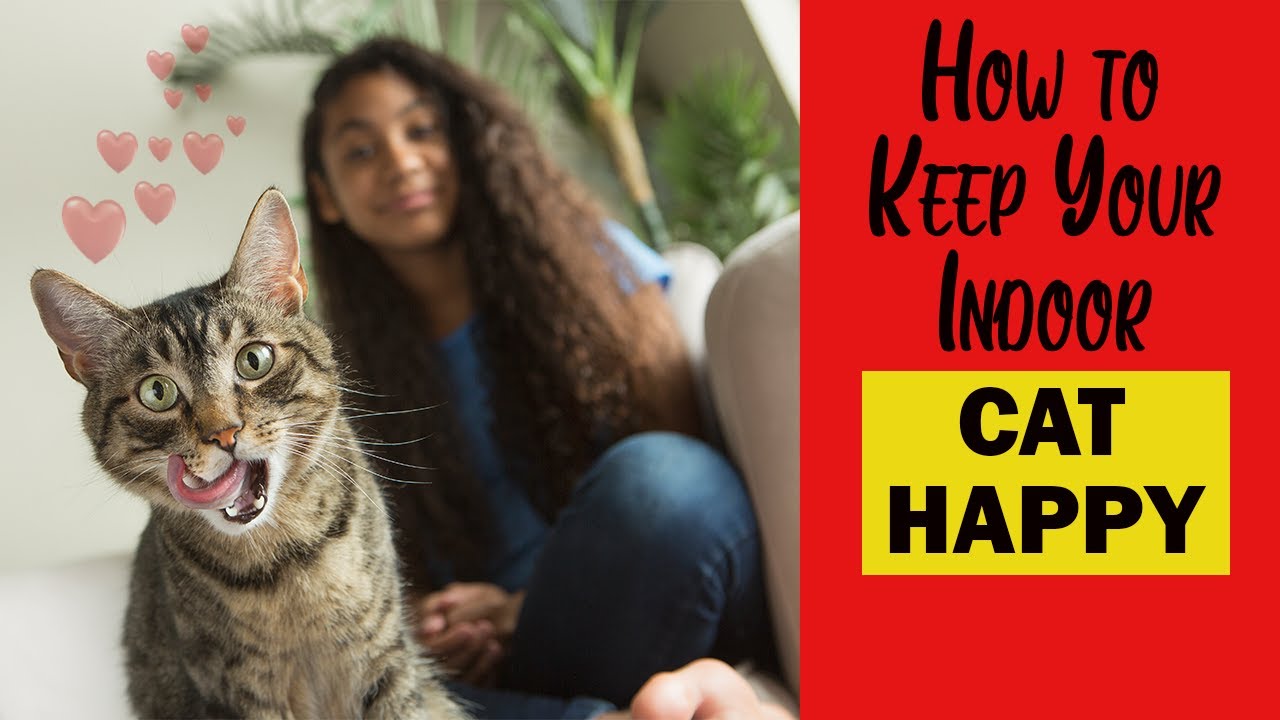 Keeping Your Indoor Cat Happy: Tips for a Purr-fectly Content Feline ...