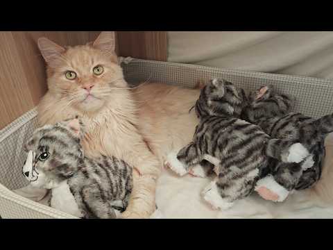 Buster Gave Birth?!