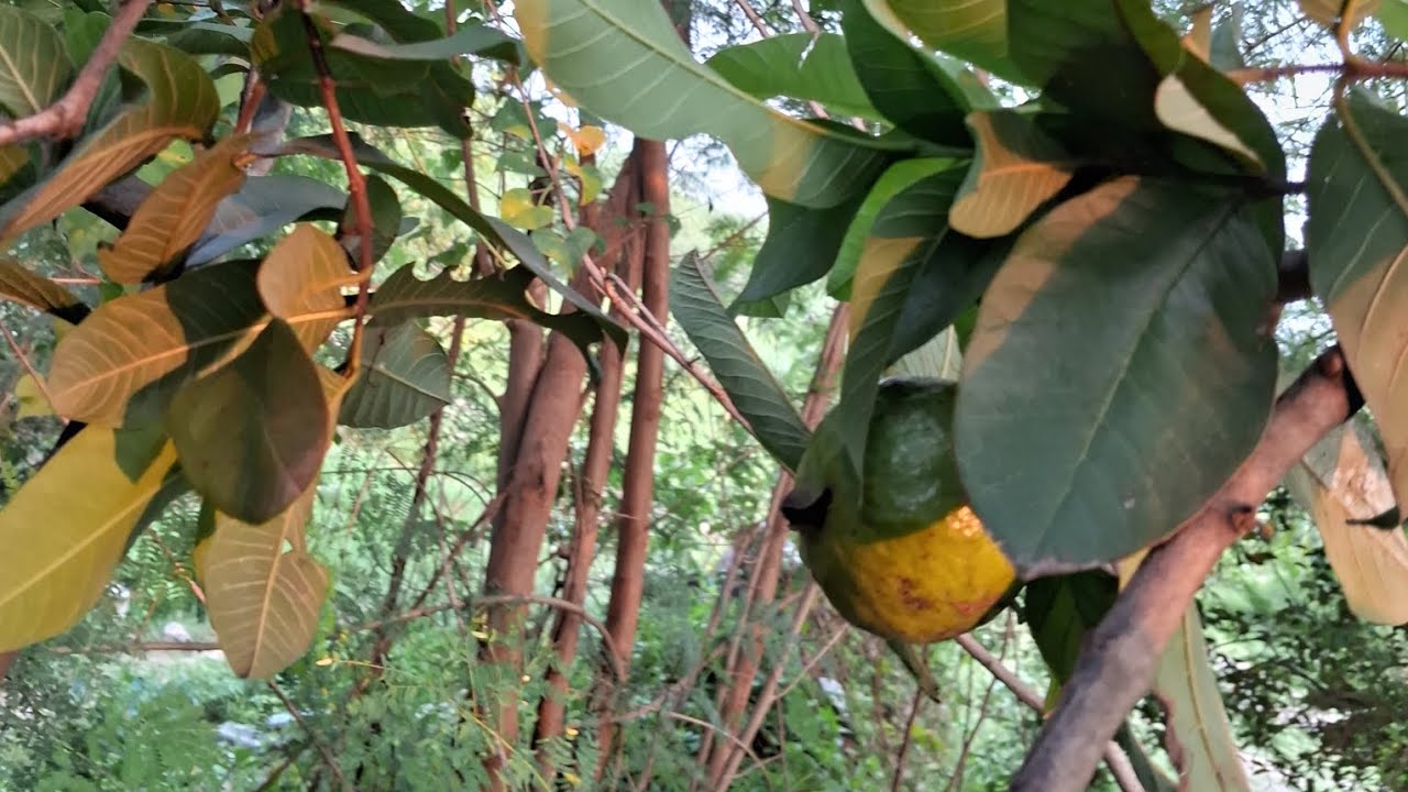 எங்கள் வயலில் உள்ள கொய்யா மரம்🌴🌴Guava tree in our field🍈 - YouTube