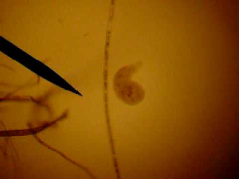 Baby Planaria?? - YouTube