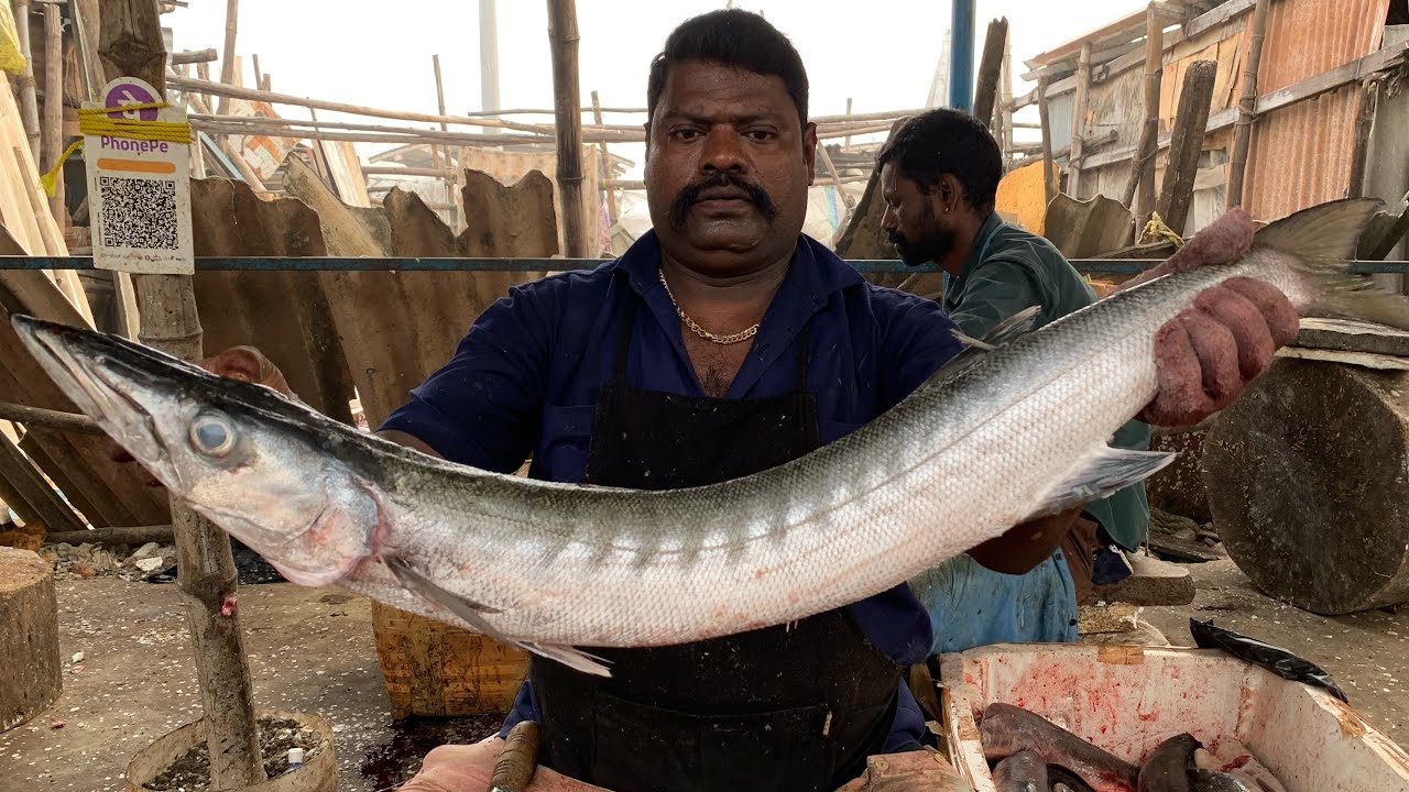 KASIMEDU 🔥 SPEED SELVAM | BIG SIZE BARRACUDA SHEELA FISH CUTTING VIDEO ...
