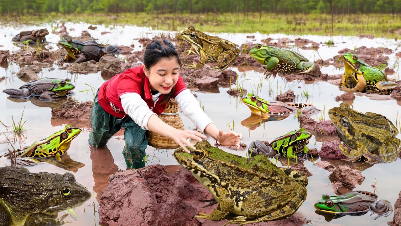 2 Weeks How To Harvest Frogs in Mud | Harvesting Fish Pond Goes to ...