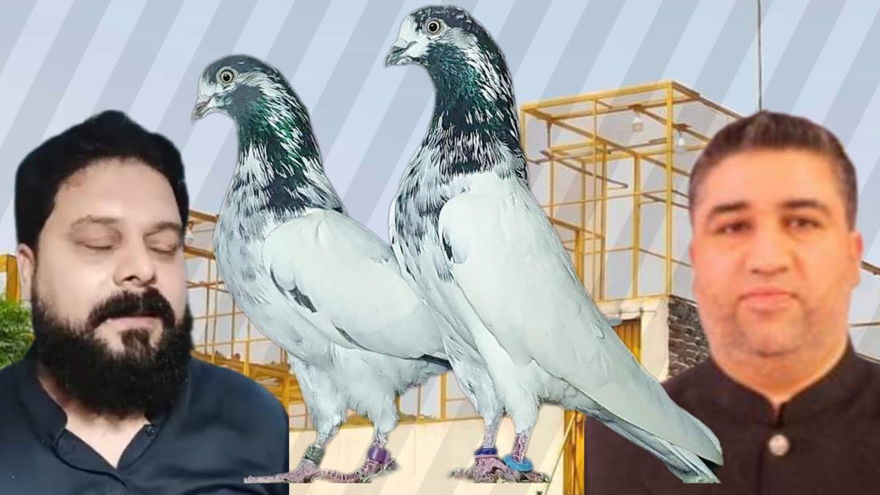 Ustad Ahsan Rasheed Puri of Faisalabad ki chat se pigeons - YouTube