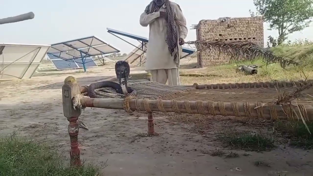 Black cobra snake rescue catching New video Jogi snakes king cobra ...