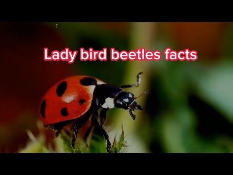 Lady bird beetles facts | Predator of aphids and small insects - YouTube