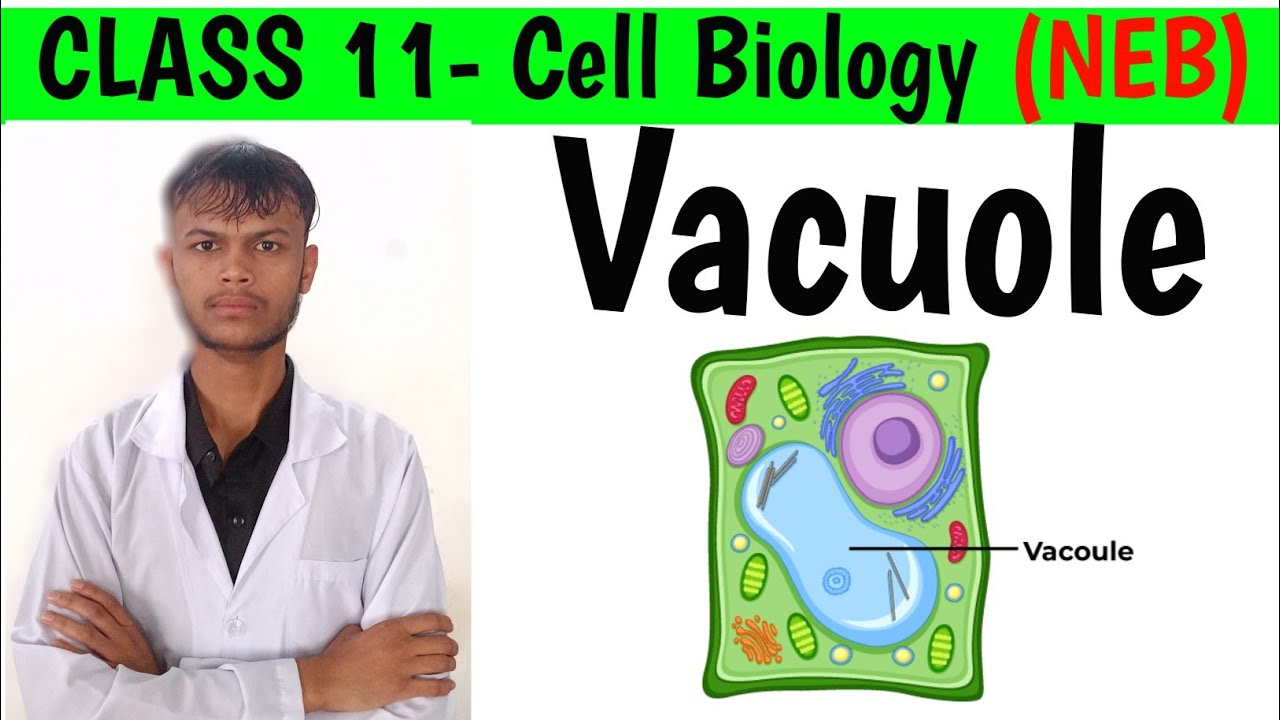 Vacuole – Class 11 | Cell Biology (Botany) | Structure, Function ...