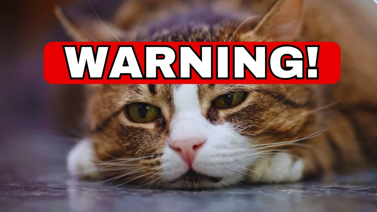THESE 5 Everyday Things Hurt Your Cat ( Emotionally ) - YouTube