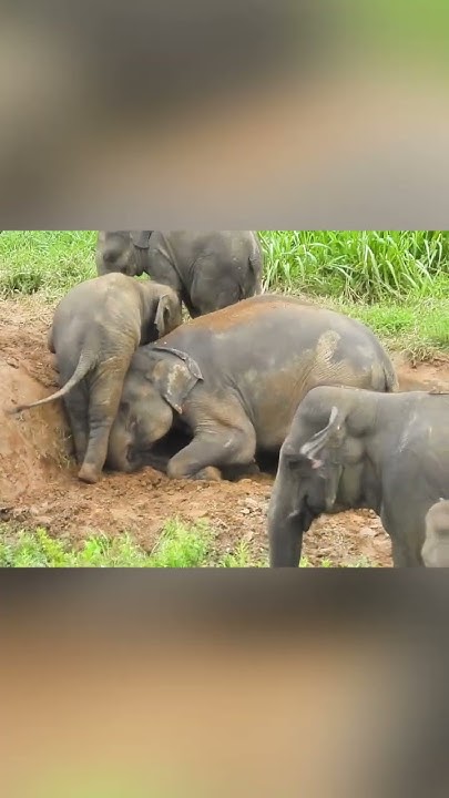lovely elephants - YouTube