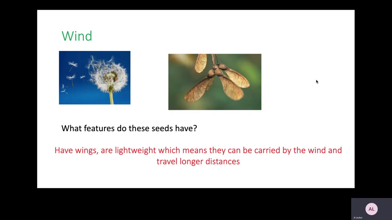 Year 7 Seed dispersal lesson - YouTube