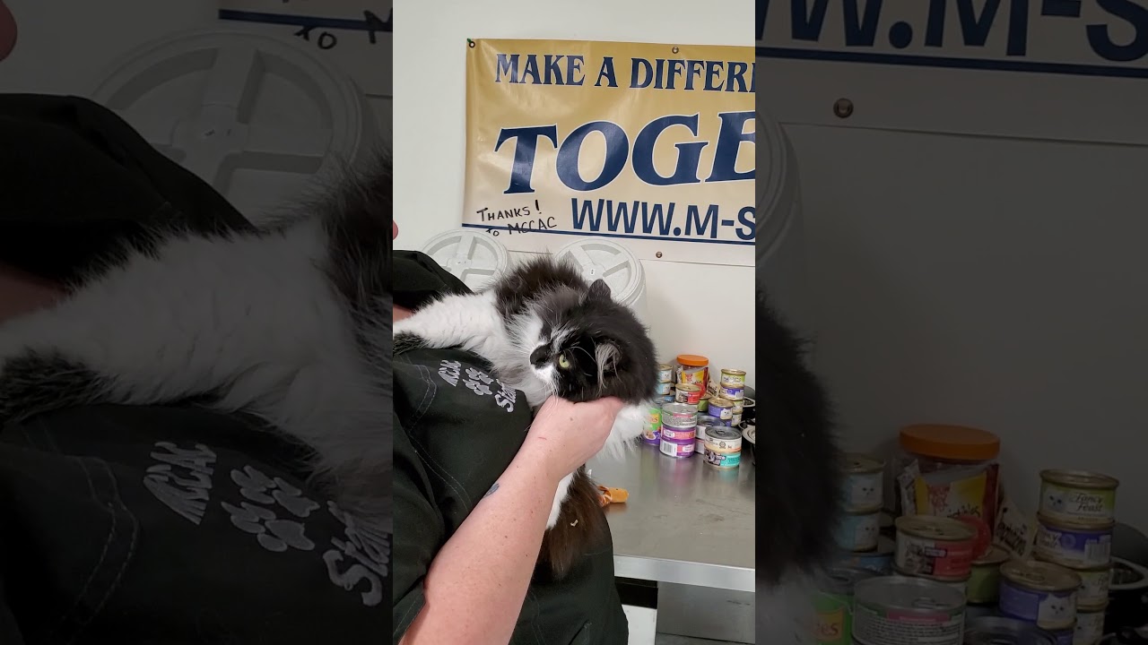 Natasha cat - YouTube